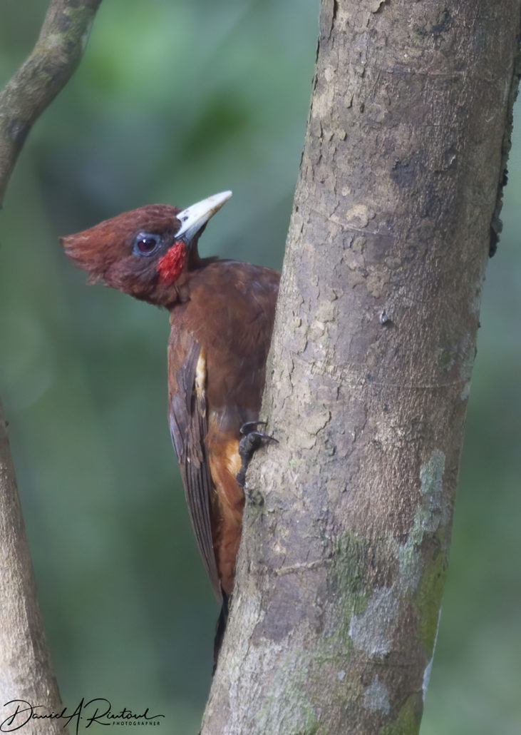 Balloon Juice - On The Road - Albatrossity - Brazil 2011, part 1