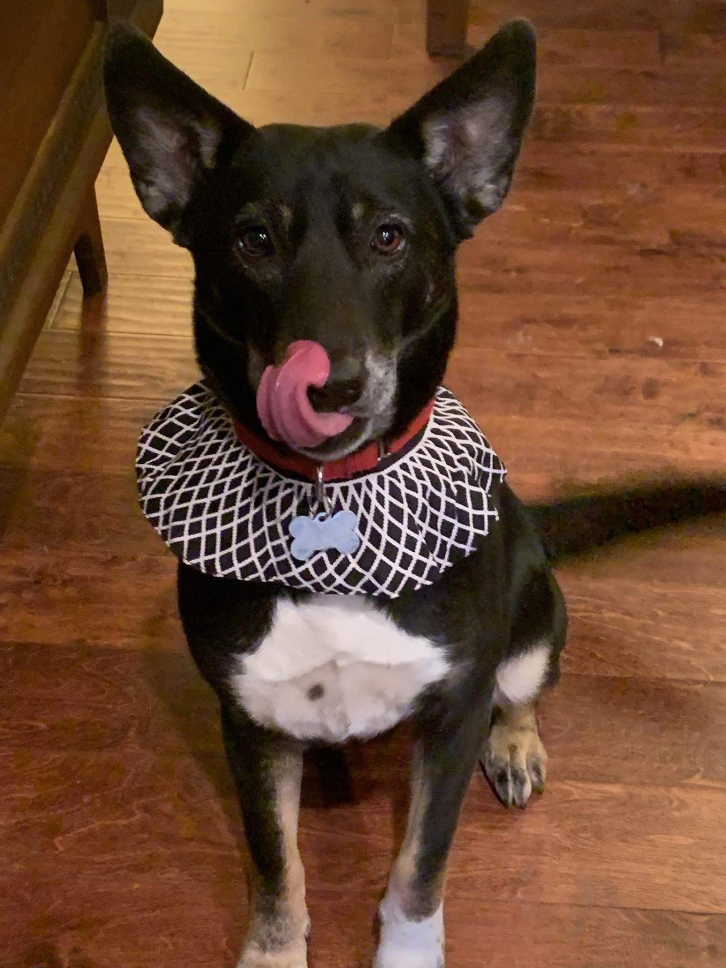 Balloon Juice - Official Letter of Reprimand from the Dog Union