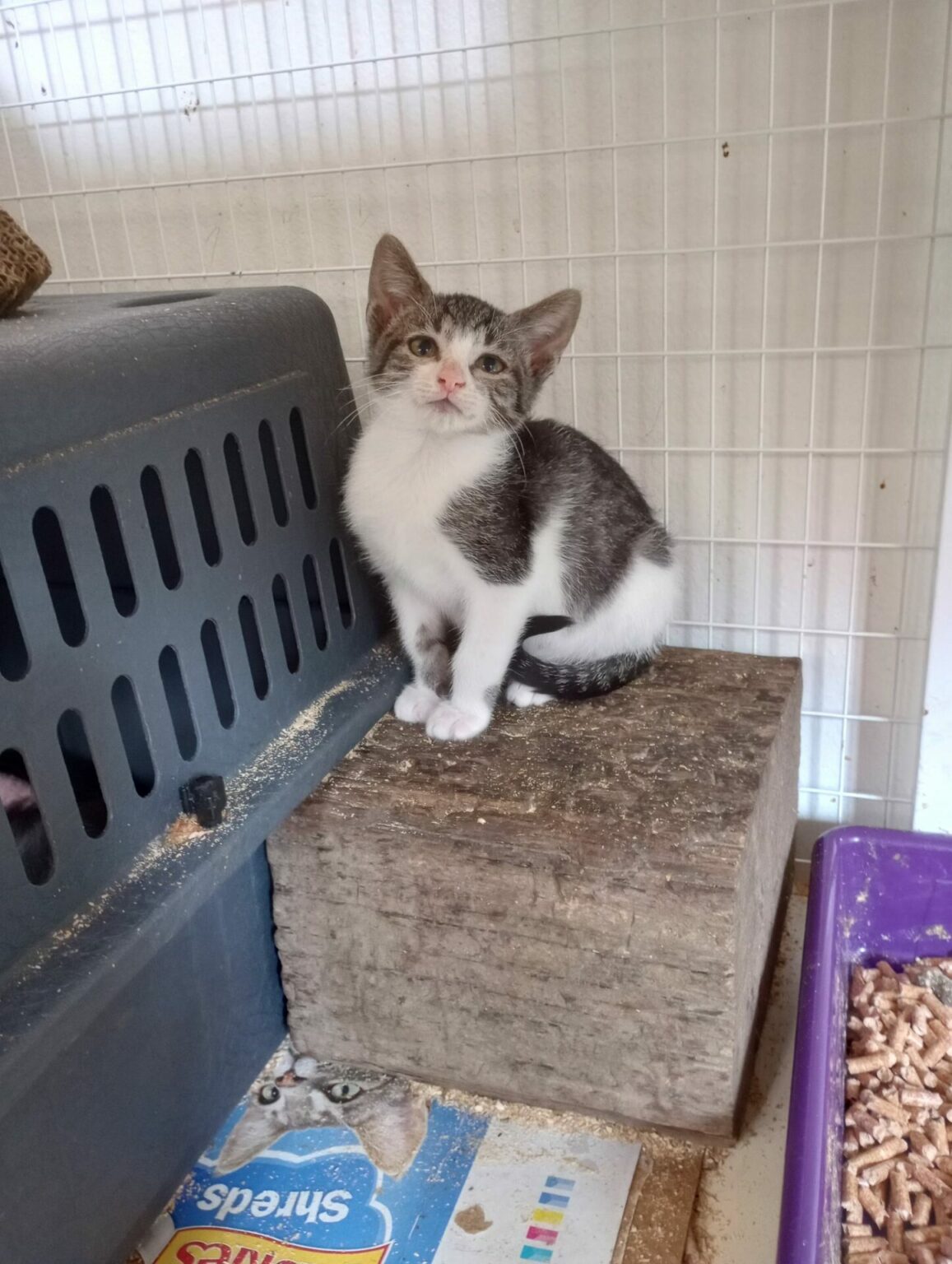 Balloon Juice - 10 Rescued Kittens & Cats Need Homes! (Update)