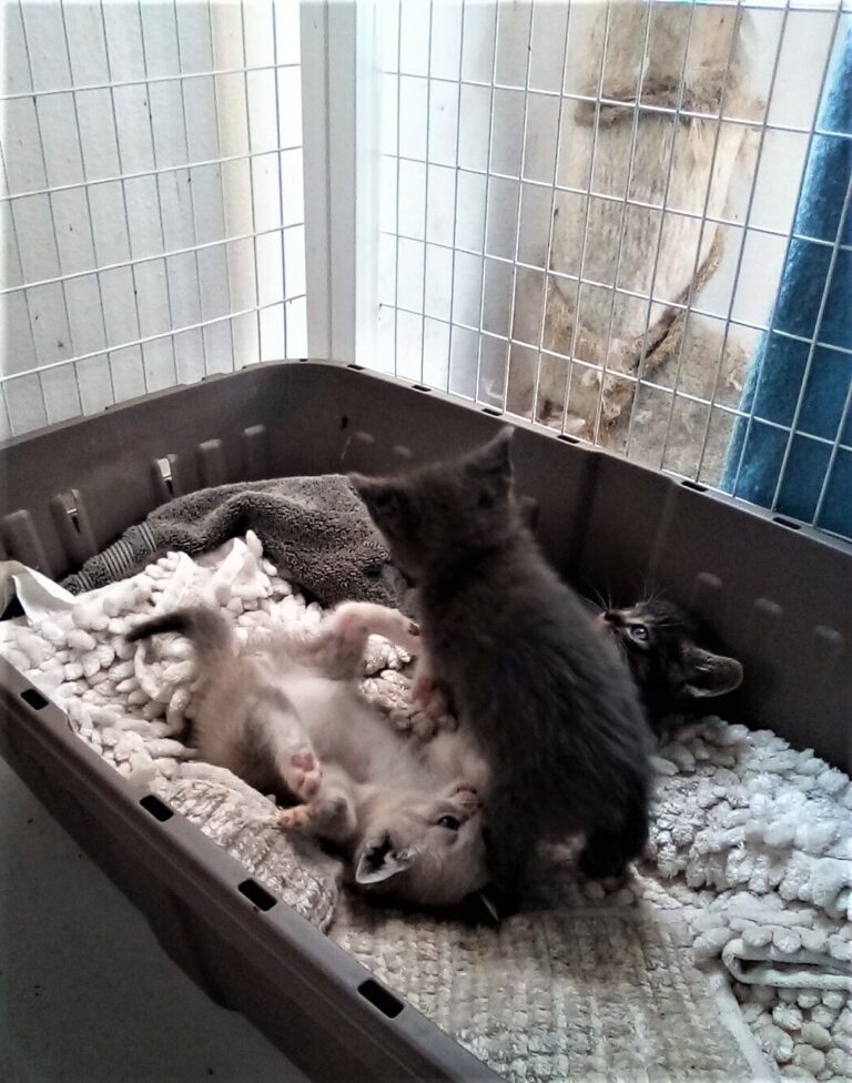 Balloon Juice - Rescued Kittens & Cats Need Homes!