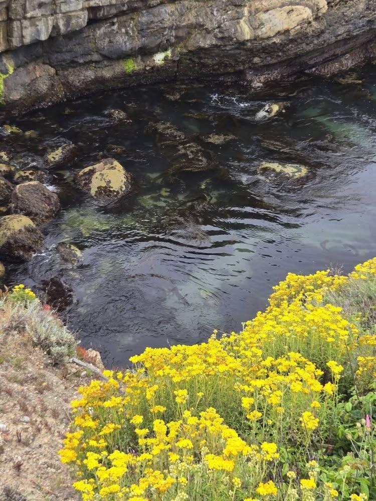 Balloon Juice - On The Road - Winter Wren - Point Lobos State Natural ...