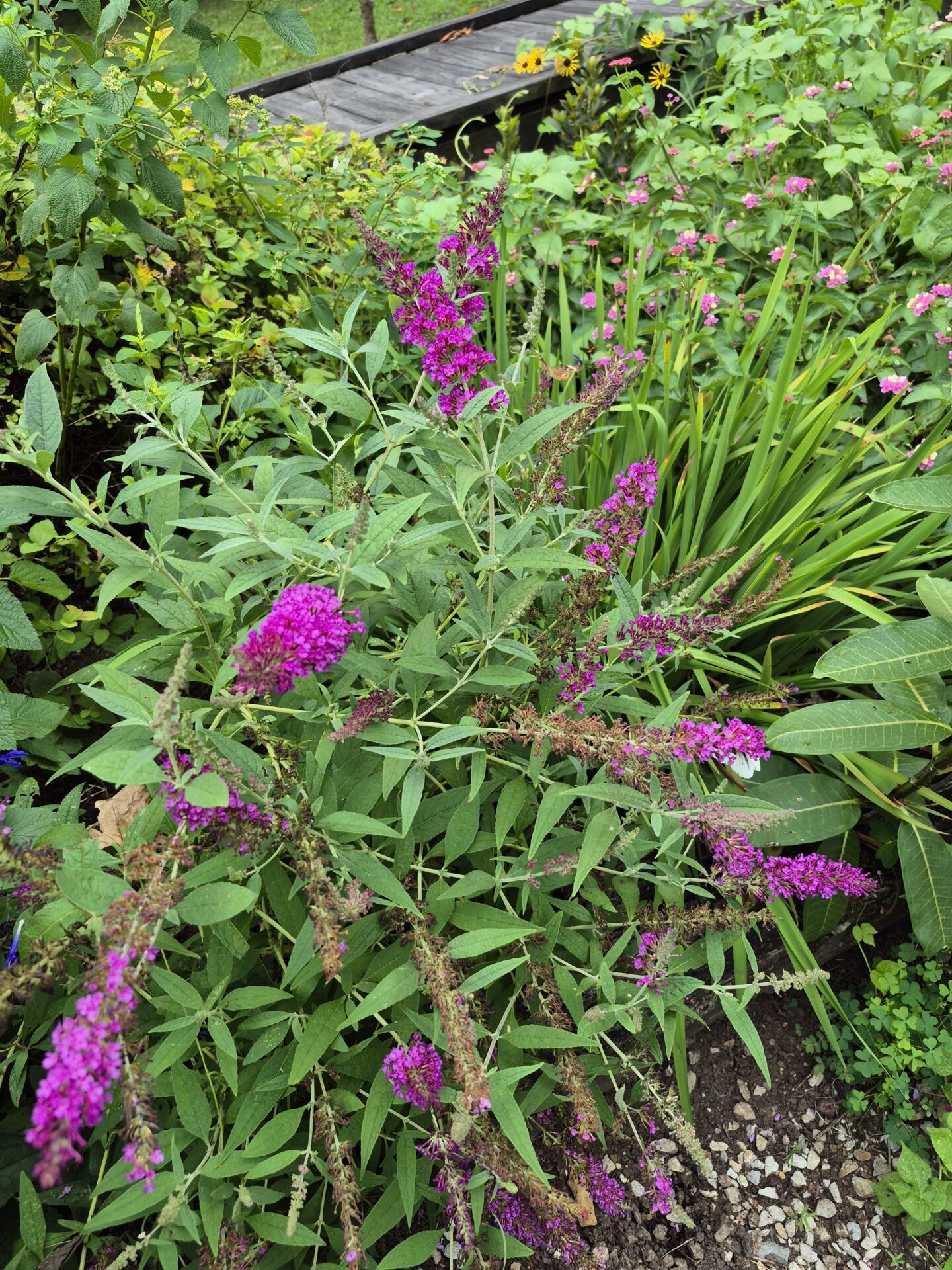 Balloon Juice - Sunday Morning Garden Chat: Tennessee Garden Walking ...