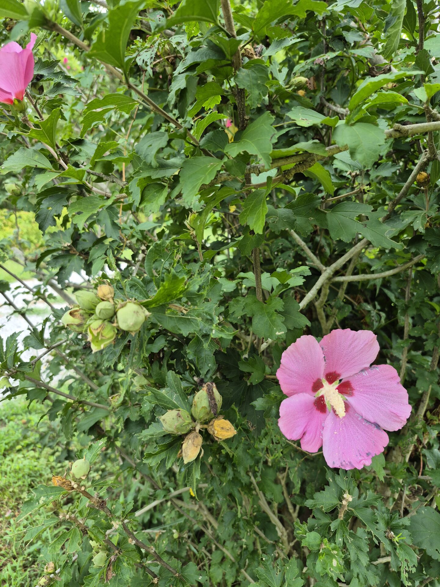 Balloon Juice - Sunday Morning Garden Chat: Tennessee Garden Walking ...