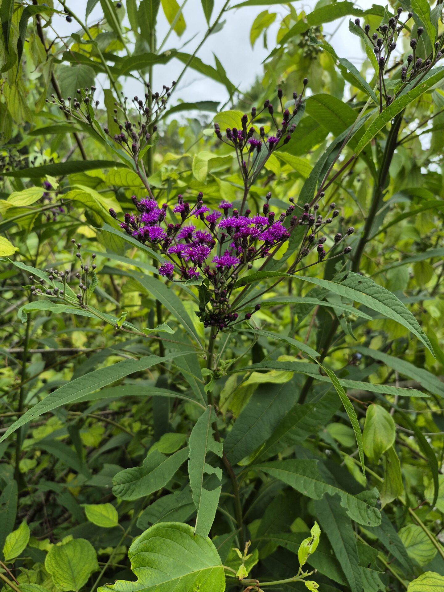 Balloon Juice - Sunday Morning Garden Chat: Tennessee Garden Walking ...