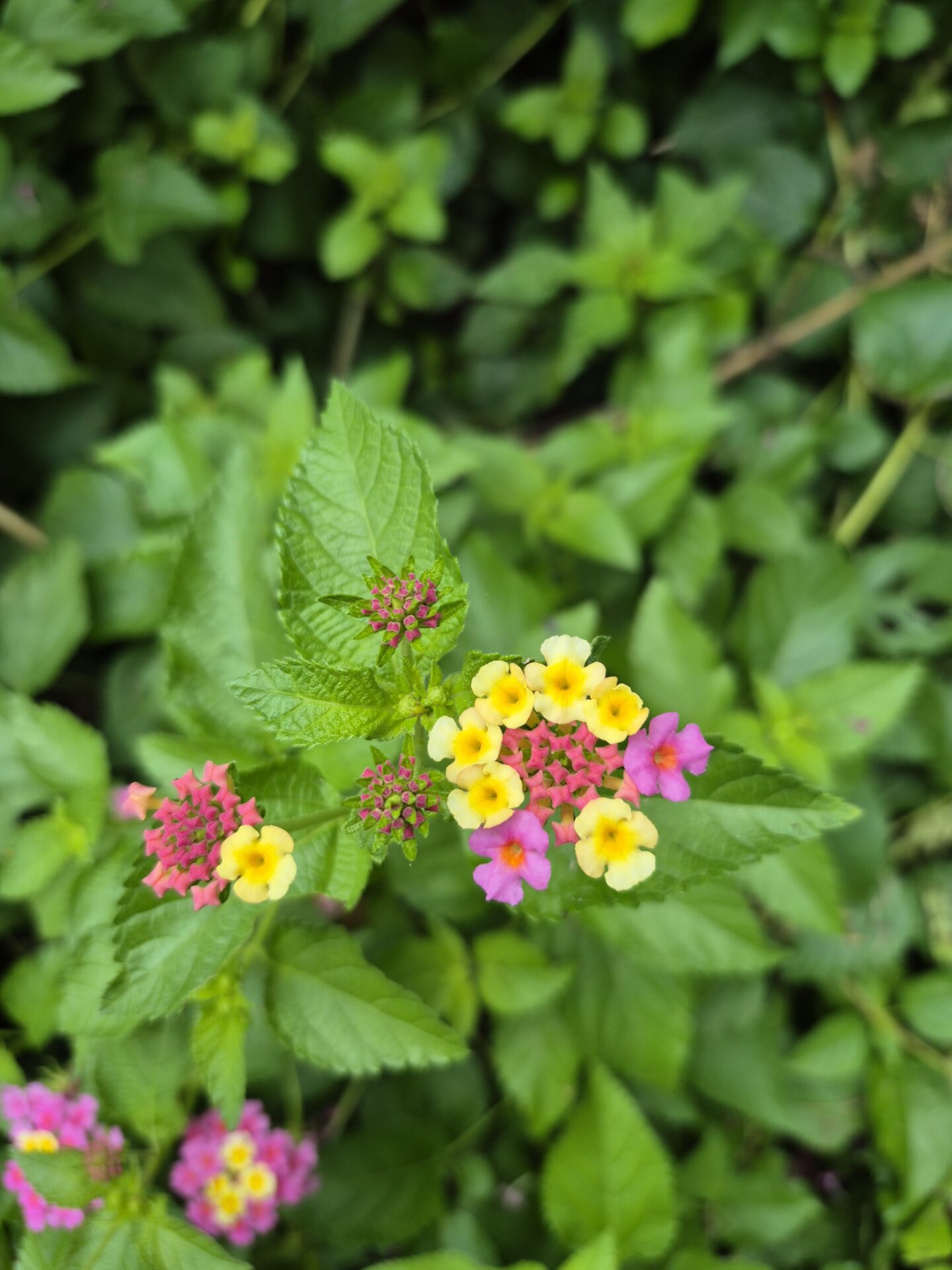 Balloon Juice - Sunday Morning Garden Chat: Tennessee Garden Walking Tour