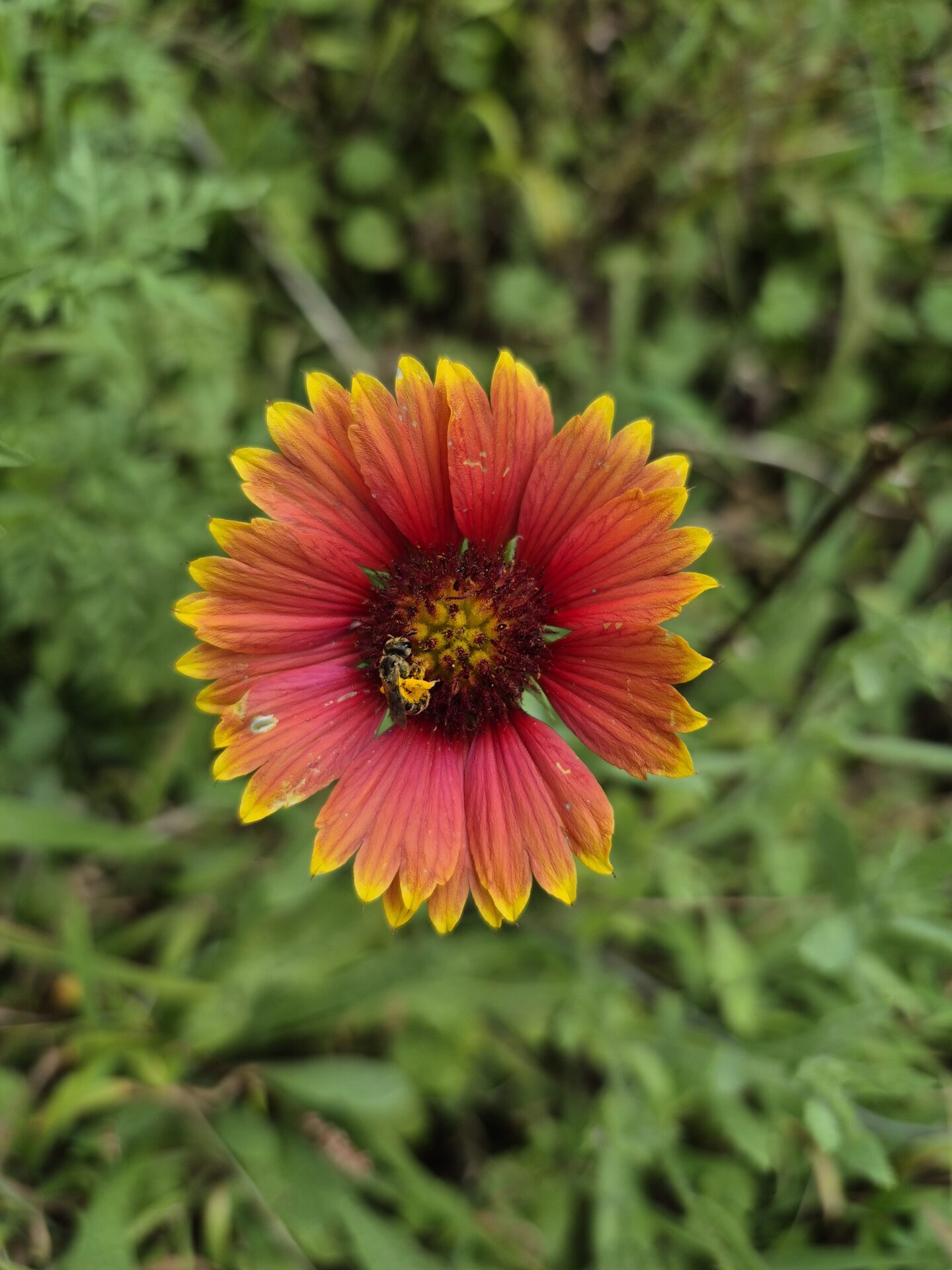 Balloon Juice - Sunday Morning Garden Chat: Tennessee Garden Walking Tour