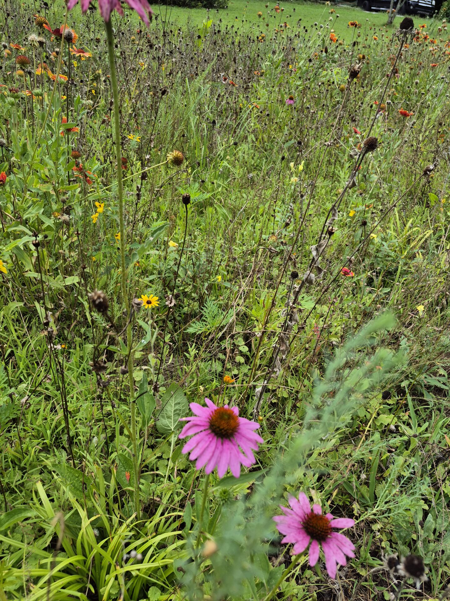 Balloon Juice - Sunday Morning Garden Chat: Tennessee Garden Walking Tour