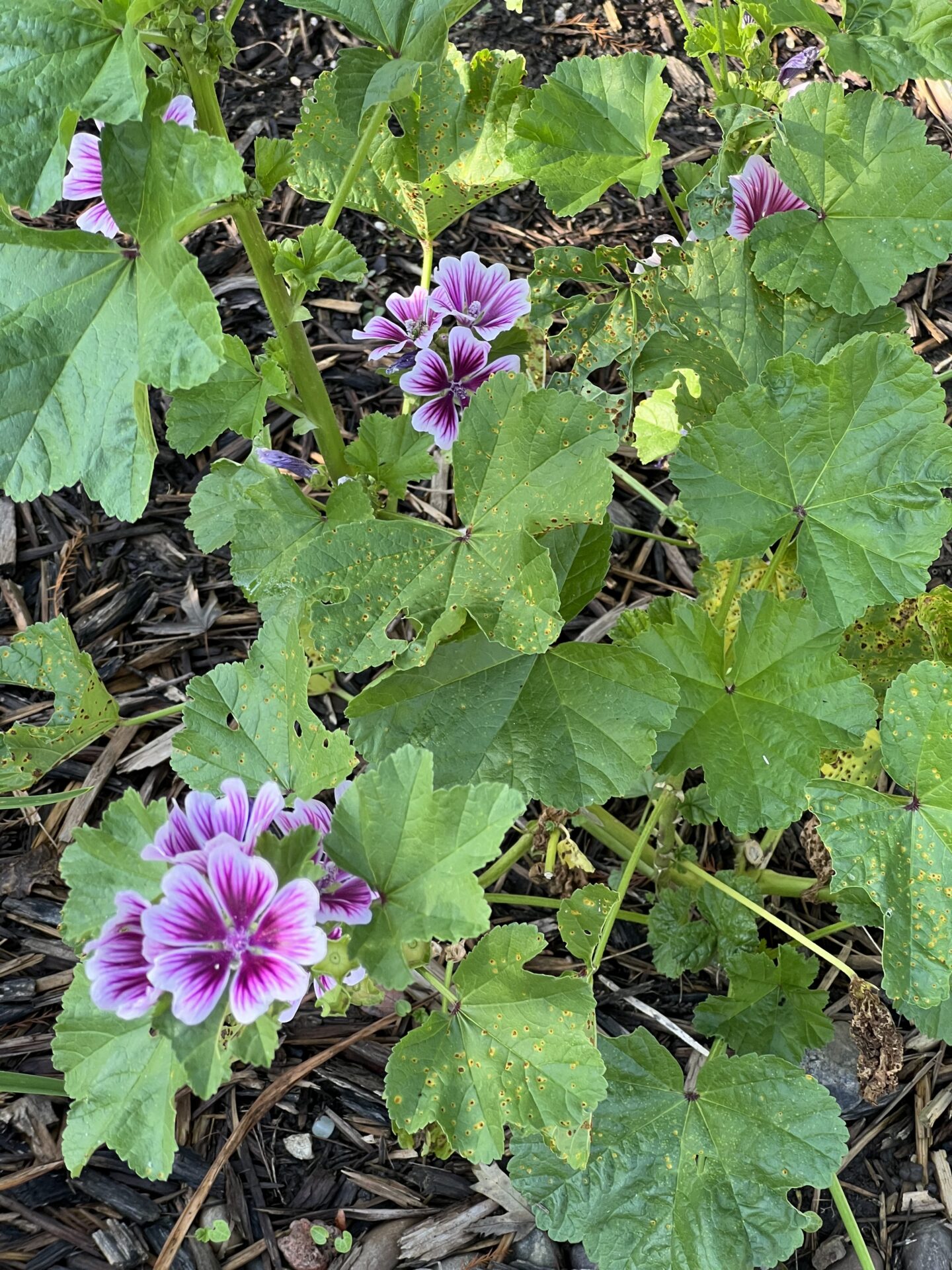 Balloon Juice - Sunday Morning Garden Chat: A Gift from WaterGirl