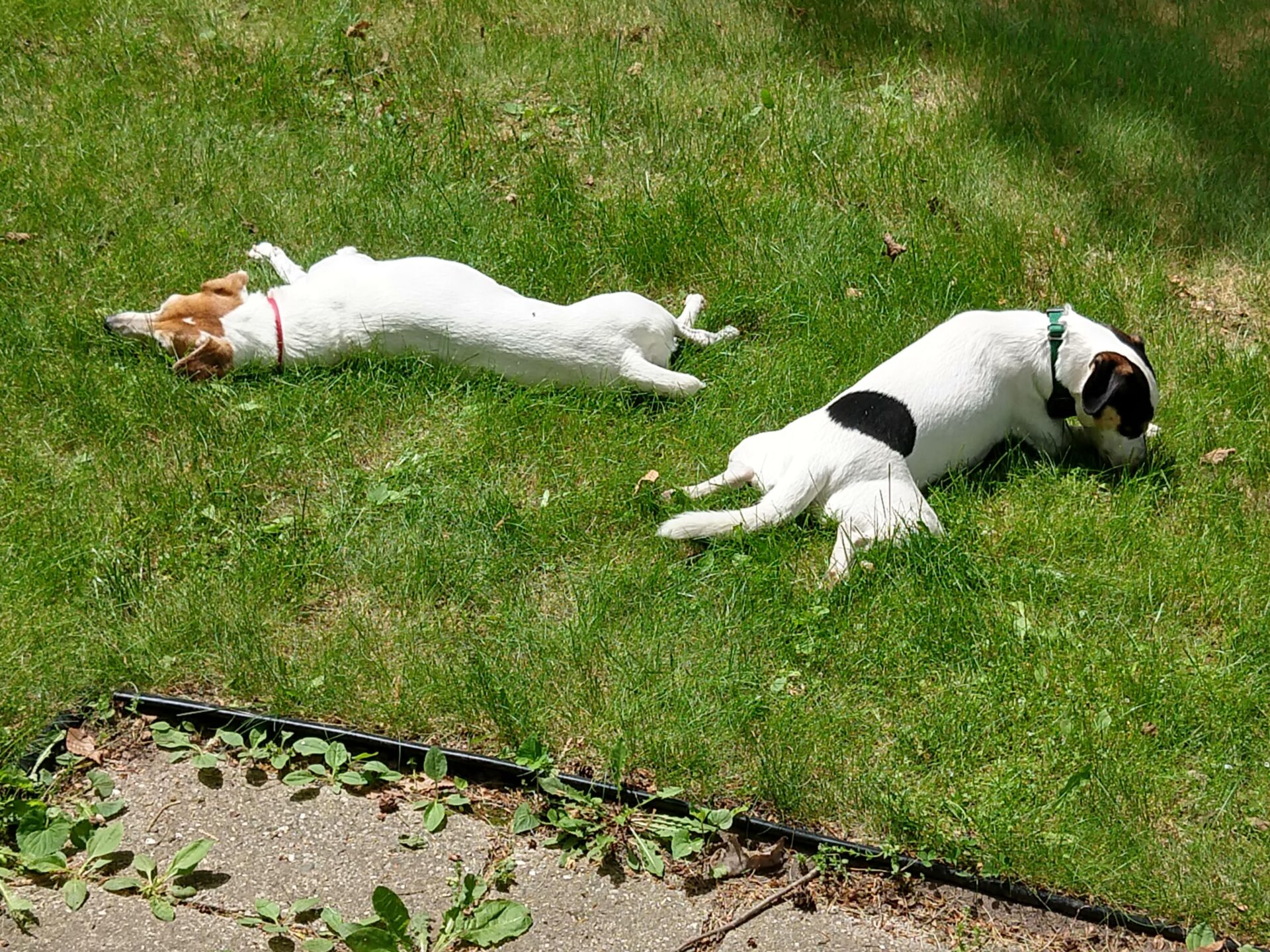 Balloon Juice - Dog Rescue Update: RIP, Geordi