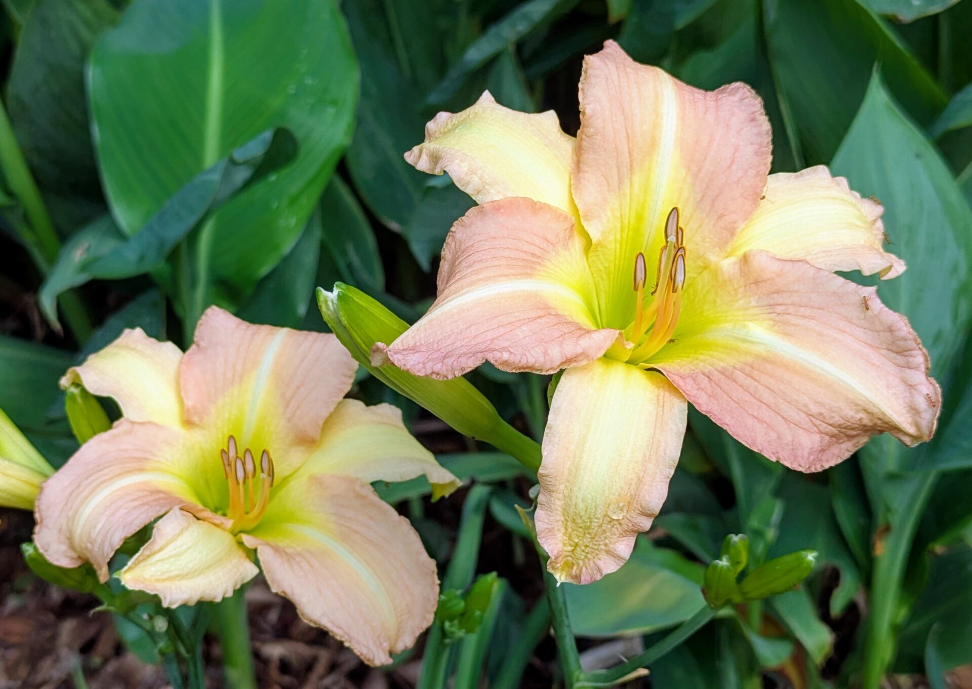 Balloon Juice - Sunday Morning Garden Chat: Natural Florida