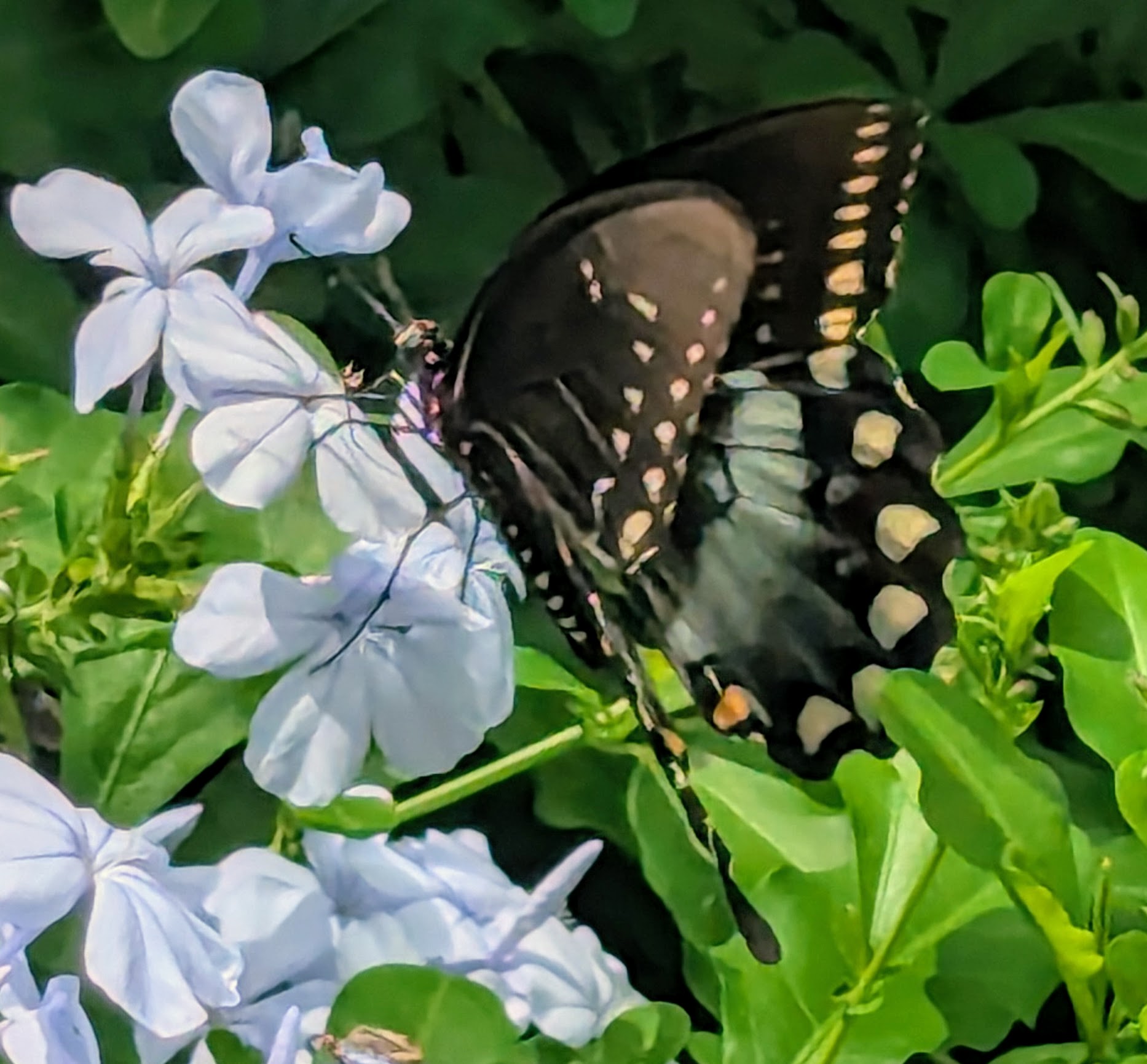 Balloon Juice - Sunday Morning Garden Chat: Natural Florida