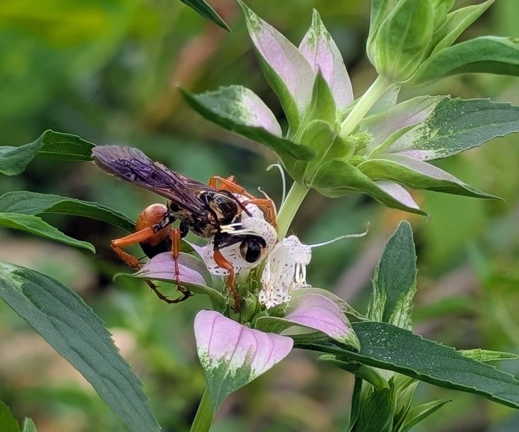 Balloon Juice - Sunday Morning Garden Chat: Natural Florida