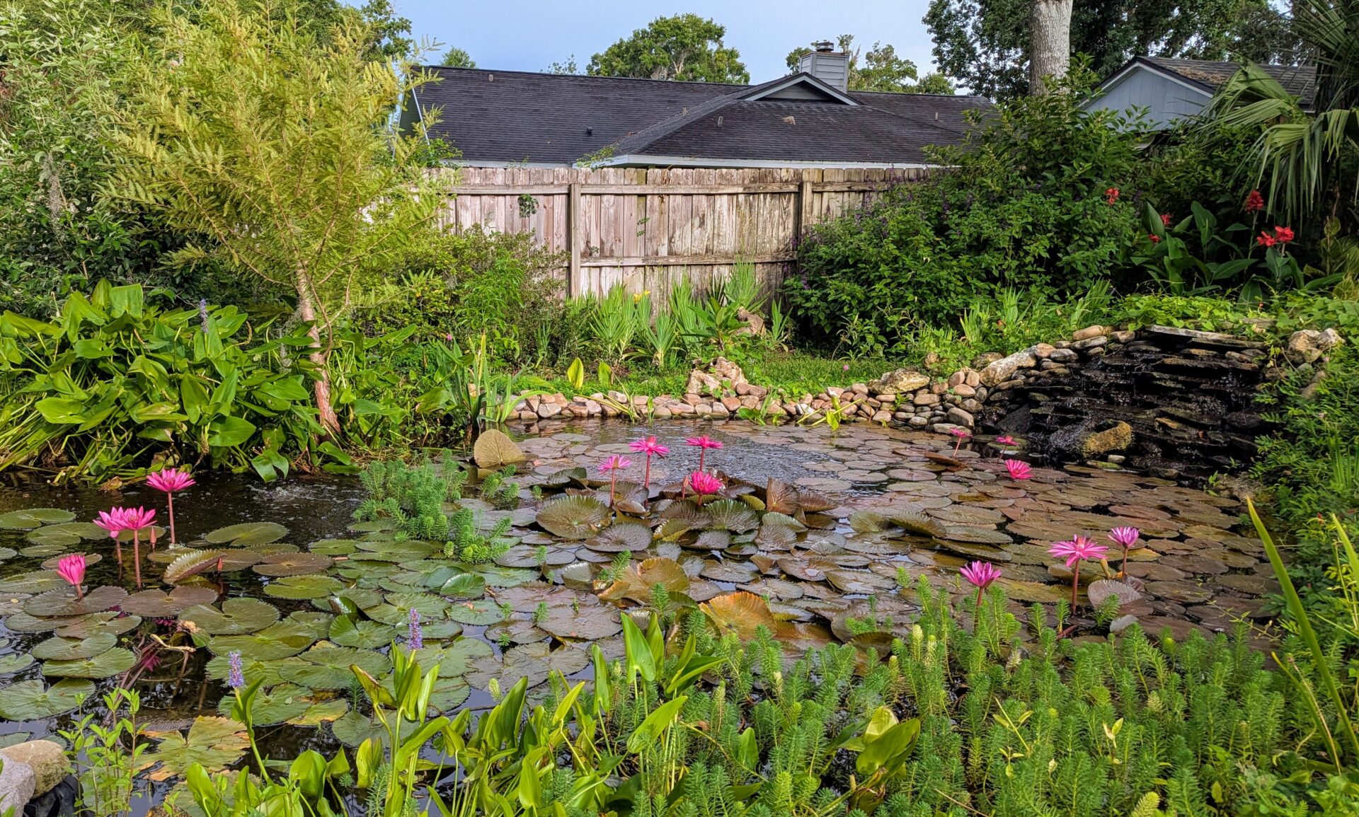 Balloon Juice - Sunday Morning Garden Chat: Natural Florida