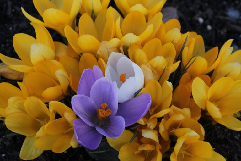 Balloon Juice - On The Road - pat - Favorite Photos