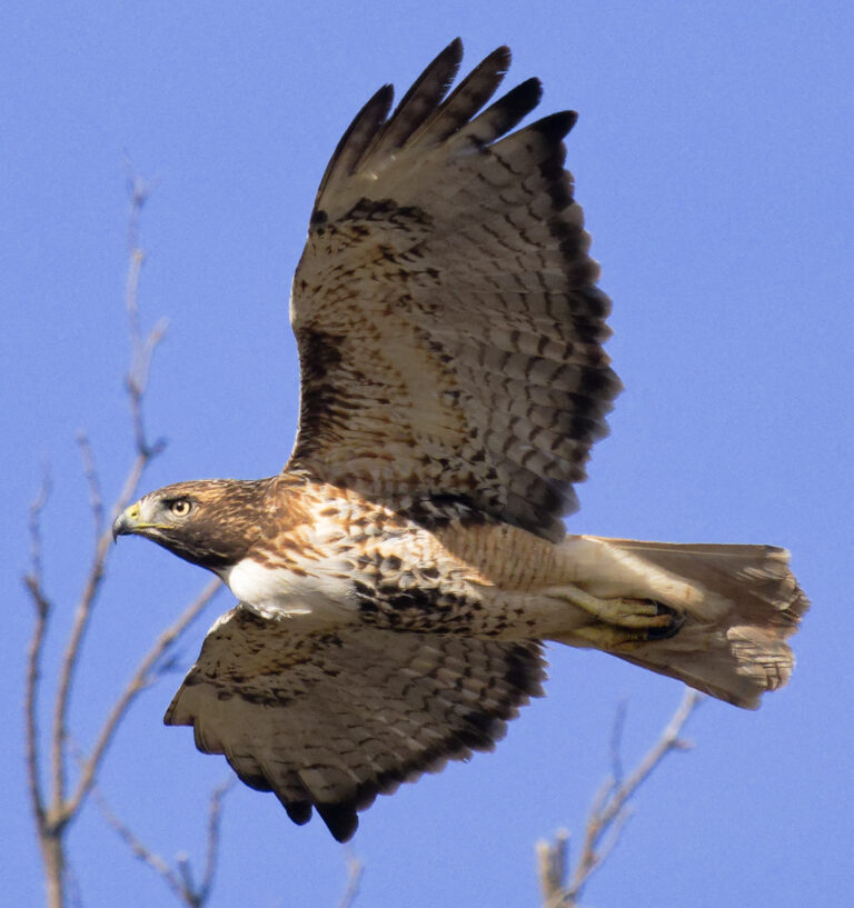 Balloon Juice - On The Road - Albatrossity - Raptors of Flyover Country