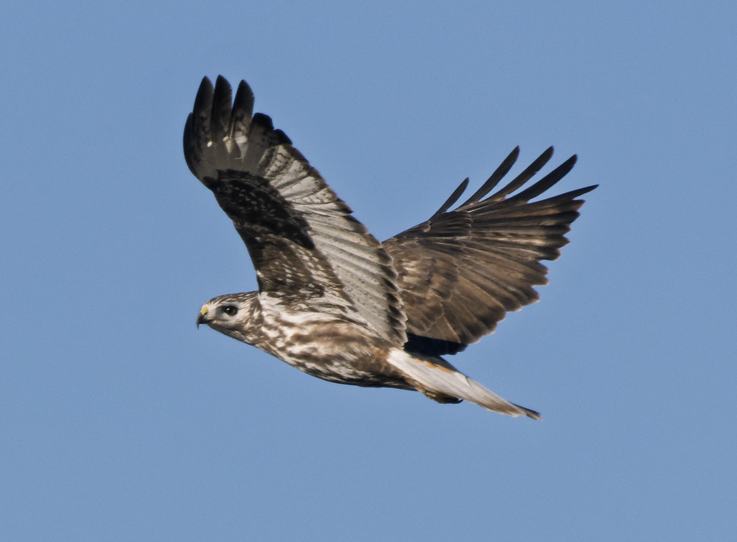 Balloon Juice - On The Road - Albatrossity - Raptors of Flyover Country