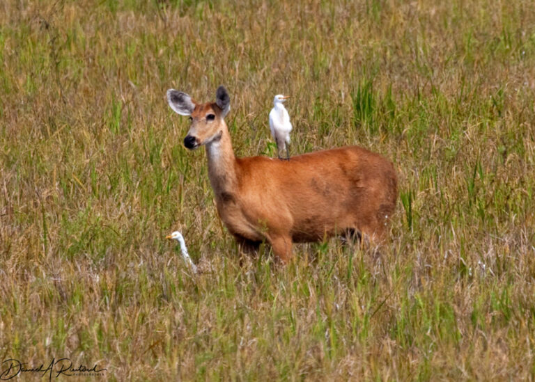 Balloon Juice - On The Road - Albatrossity - Herons and Egrets II