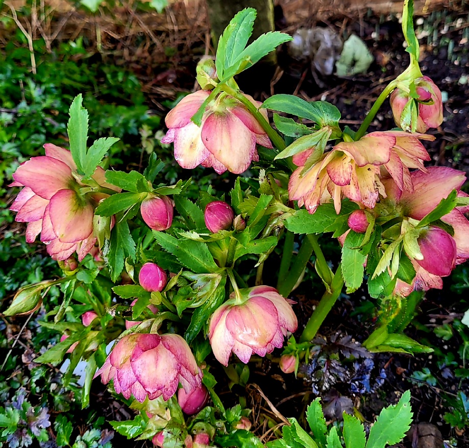 Balloon Juice - Sunday Morning Garden Chat: More Garden Successes in ...