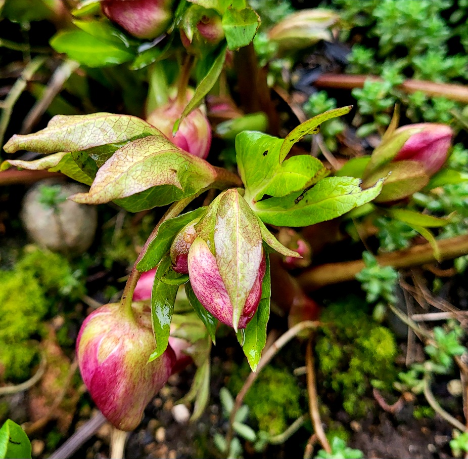 Balloon Juice - Sunday Morning Garden Chat: More Garden Successes in ...