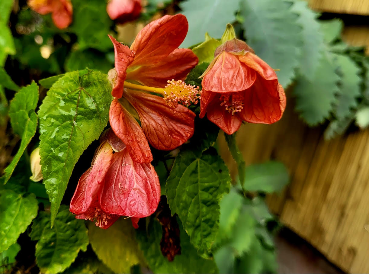 Balloon Juice - Sunday Morning Garden Chat: Successes in the Pacific ...